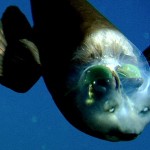 Barrelhead Fish has see-through head! | Damn Thats Weird!
